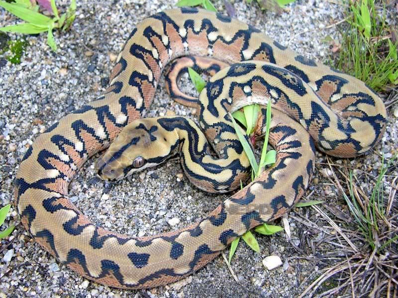 iHerp : Member Blog : My Burmese Python Morph/Hybrid List